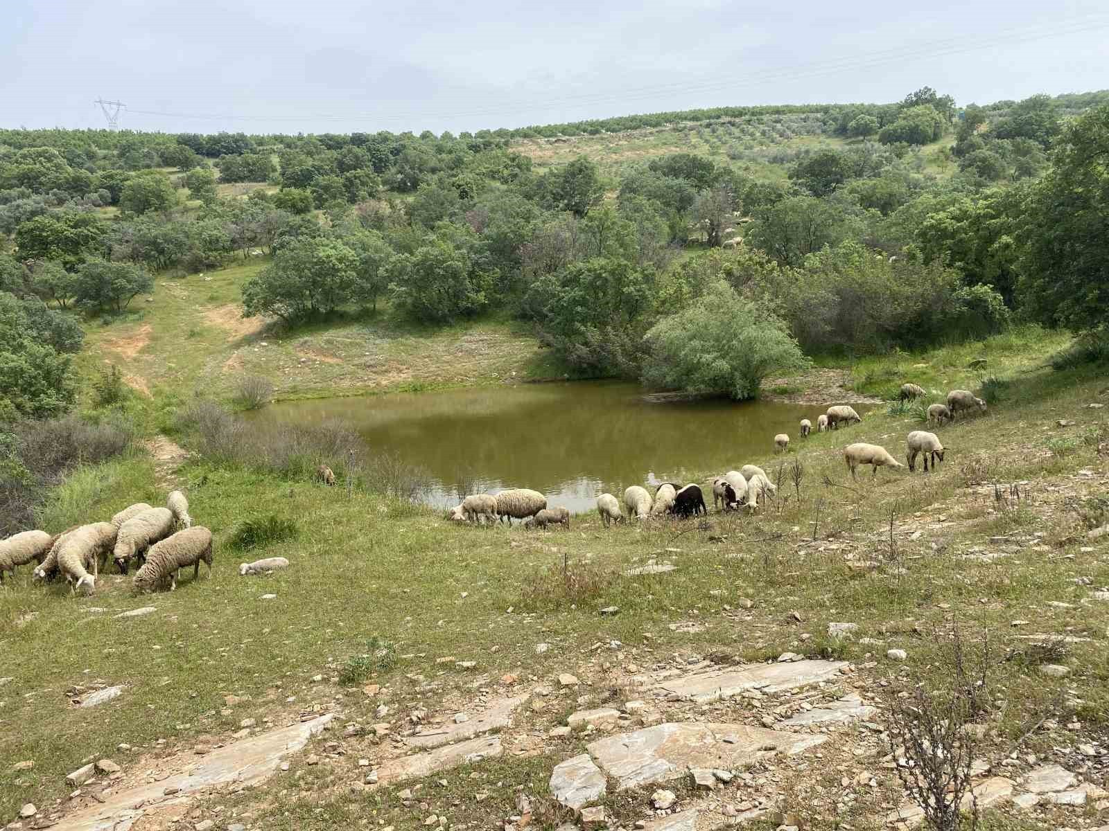 Manisa'da 2023 yılında 80, 2014'ten bu yana 571 HİS göleti temizlendi ...