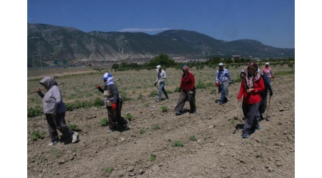 Kırkağaç kavunu üreticinin yüzünü güldürecek - Turgutlu Yankı Kırkağaç kavunu üreticinin yüzünü güldürecek - Turgutlu Yankı
