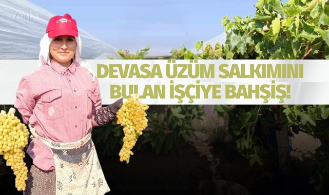 Devasa üzüm salkımını bulan işçiye bahşiş! - Turgutlu Yankı