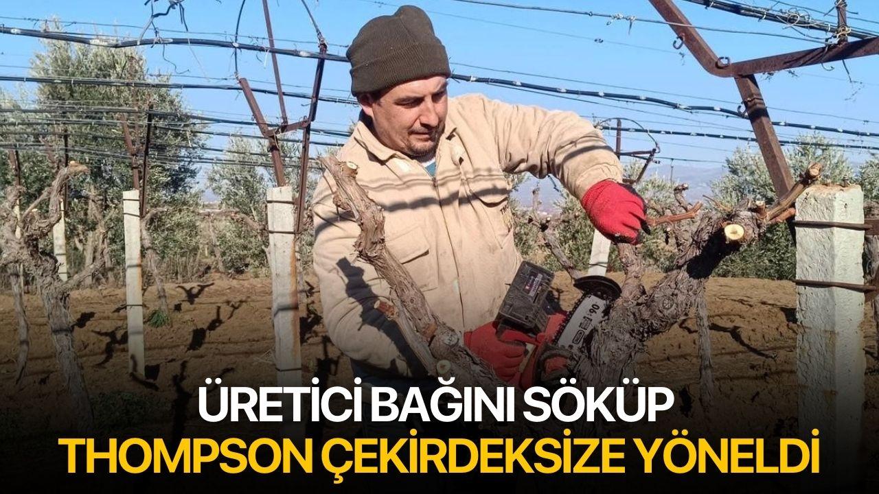 Üretici bağını söküp Thompson çekirdeksize yöneldi - Turgutlu Yankı